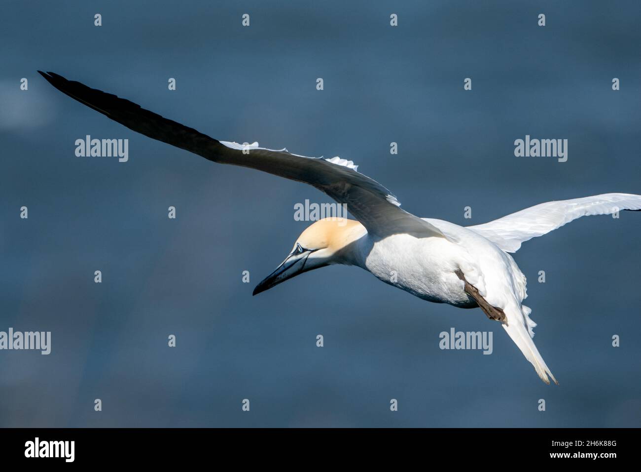 Gannet at Bempton Cliffs Stock Photo - Alamy