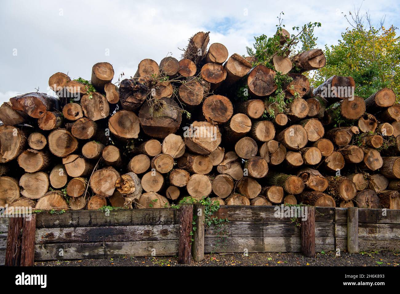 England Broadleaf Woodland Habitats High Resolution Stock Photography ...