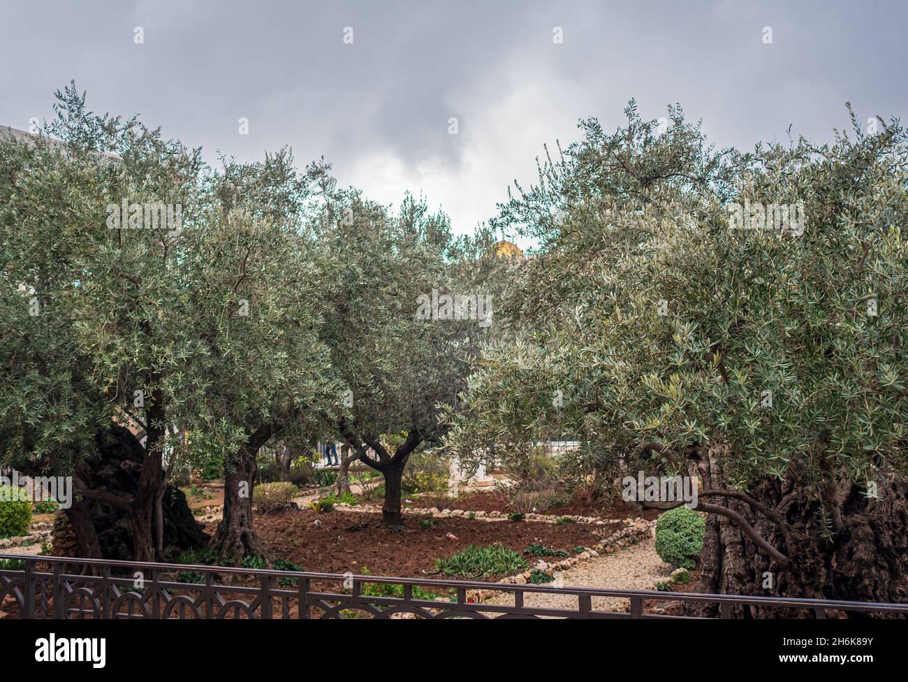 Olive tree ancient jerusalem hi-res stock photography and images - Alamy