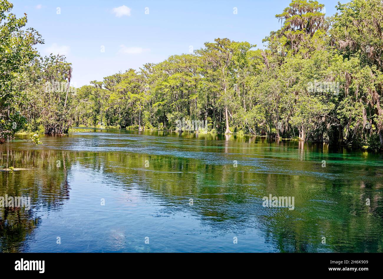 Silver River; clear water, scene, green trees, Spanish moss, nature ...