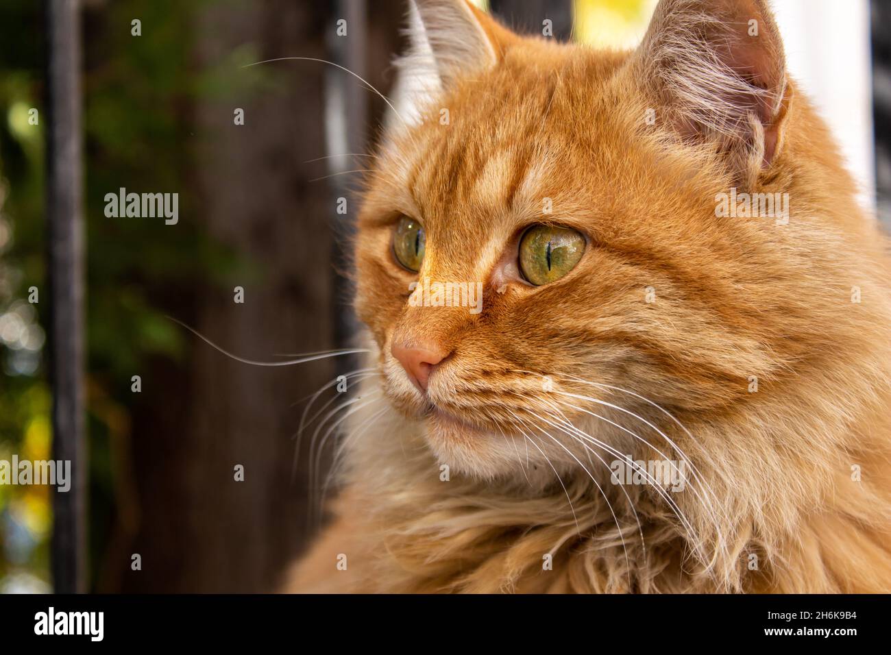 Orange cat, close-up portrait of stray cat Stock Photo - Alamy