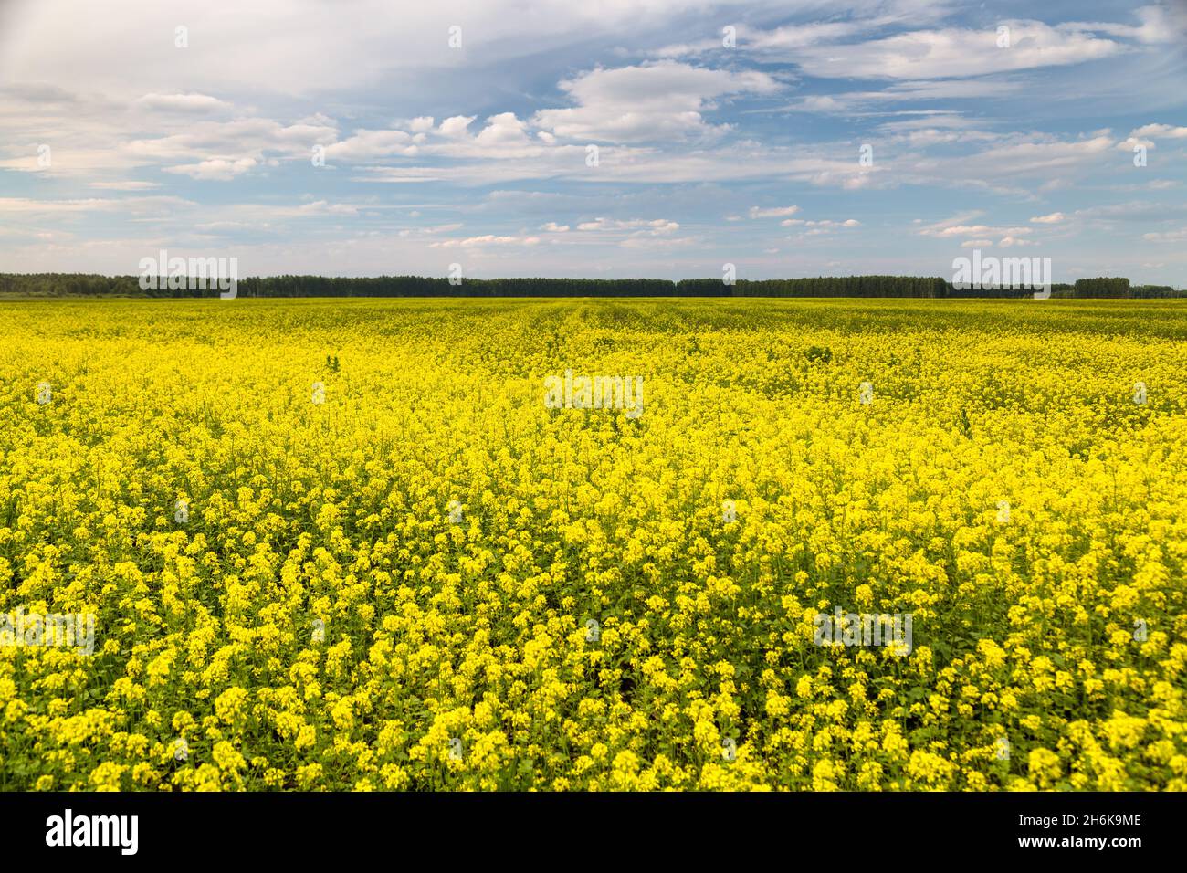 Farmer Mustard High Resolution Stock Photography and Images - Alamy