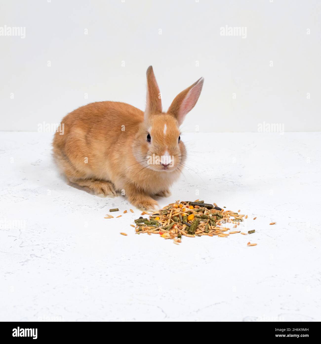 Redhead Ginger rabbit sitting next to food on a white background Stock ...