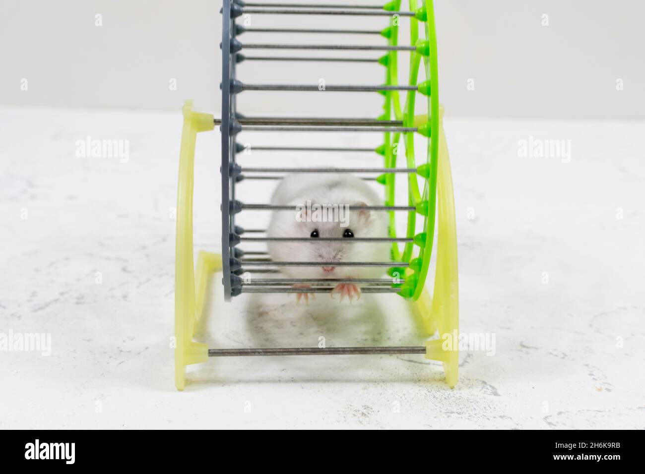 White mice cage hi-res stock photography and images - Alamy