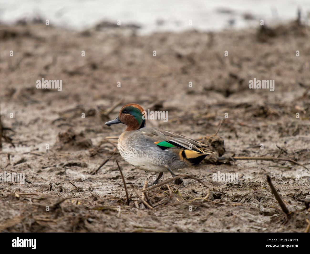 Eurasian teal uk hi-res stock photography and images - Alamy