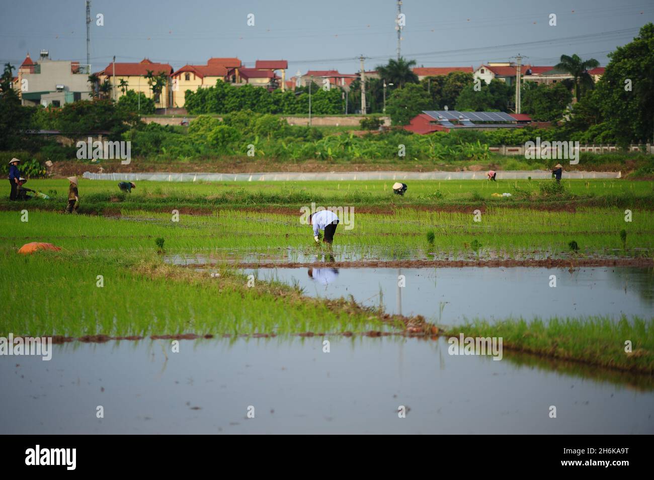 Water rice cultivation Stock Photo - Alamy