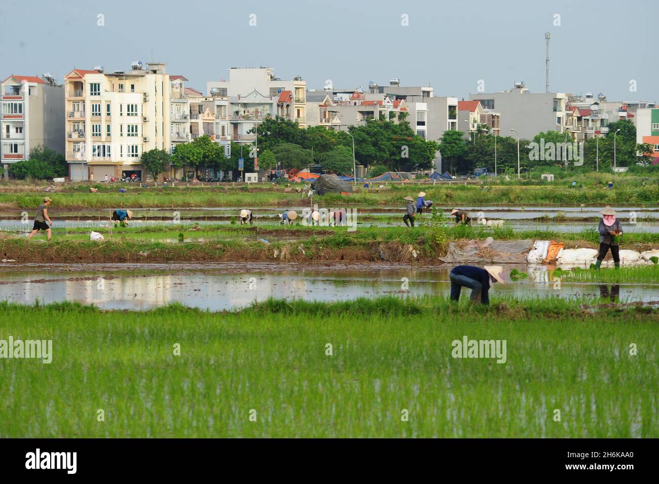 Farmers and rice field hi-res stock photography and images - Alamy