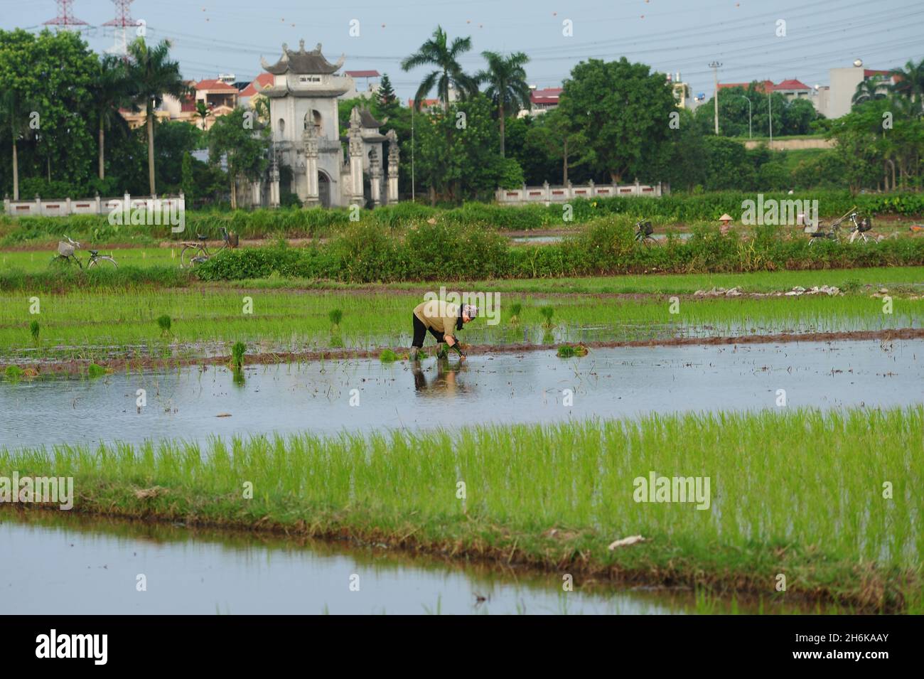 Cultivation on the water hi-res stock photography and images - Alamy