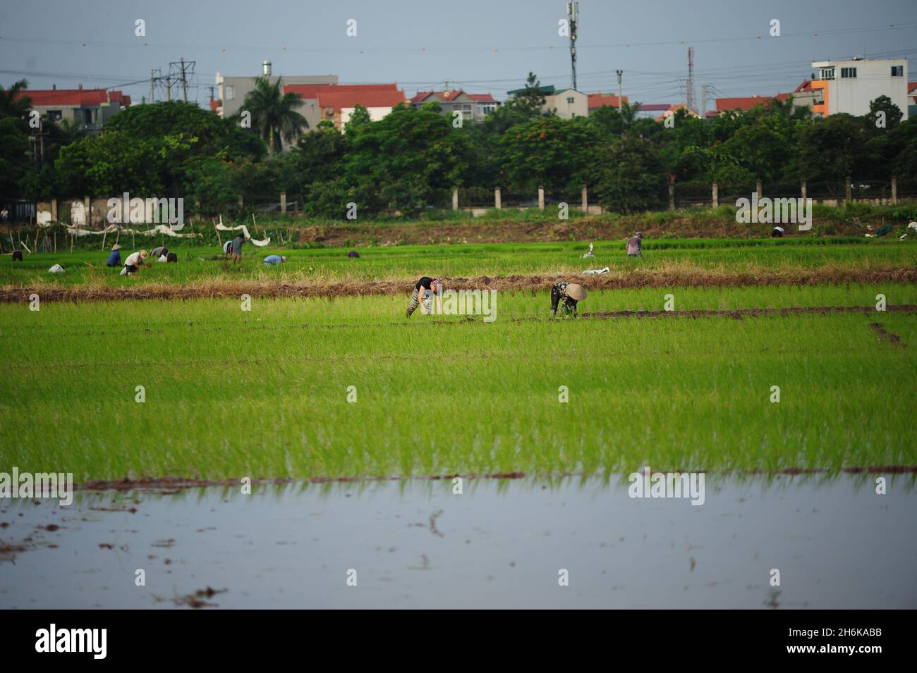 Water rice cultivation Stock Photo - Alamy
