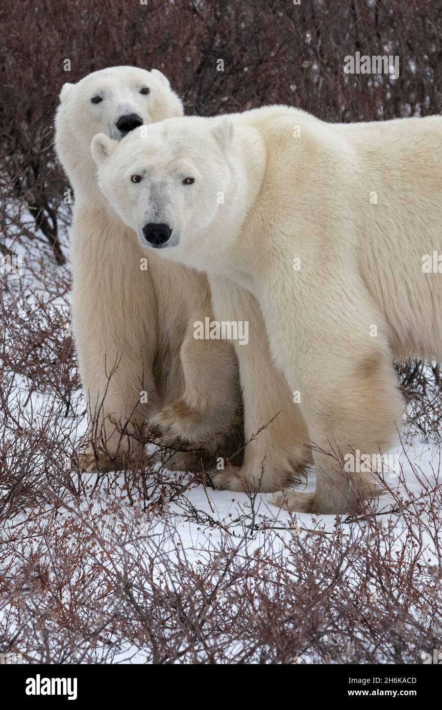 Canada, Manitoba, Churchill. Two male Polar bears (WILD: Ursus maritimus Stock Photo - Alamy