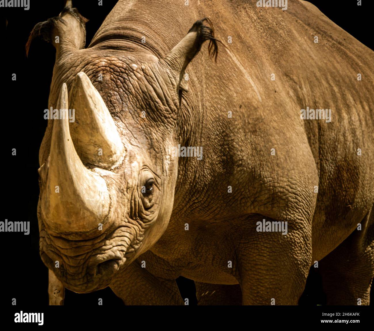portrait of a large black rhino Stock Photo - Alamy
