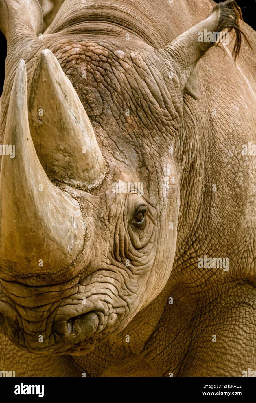 artistic portrait of a black rhino Stock Photo - Alamy