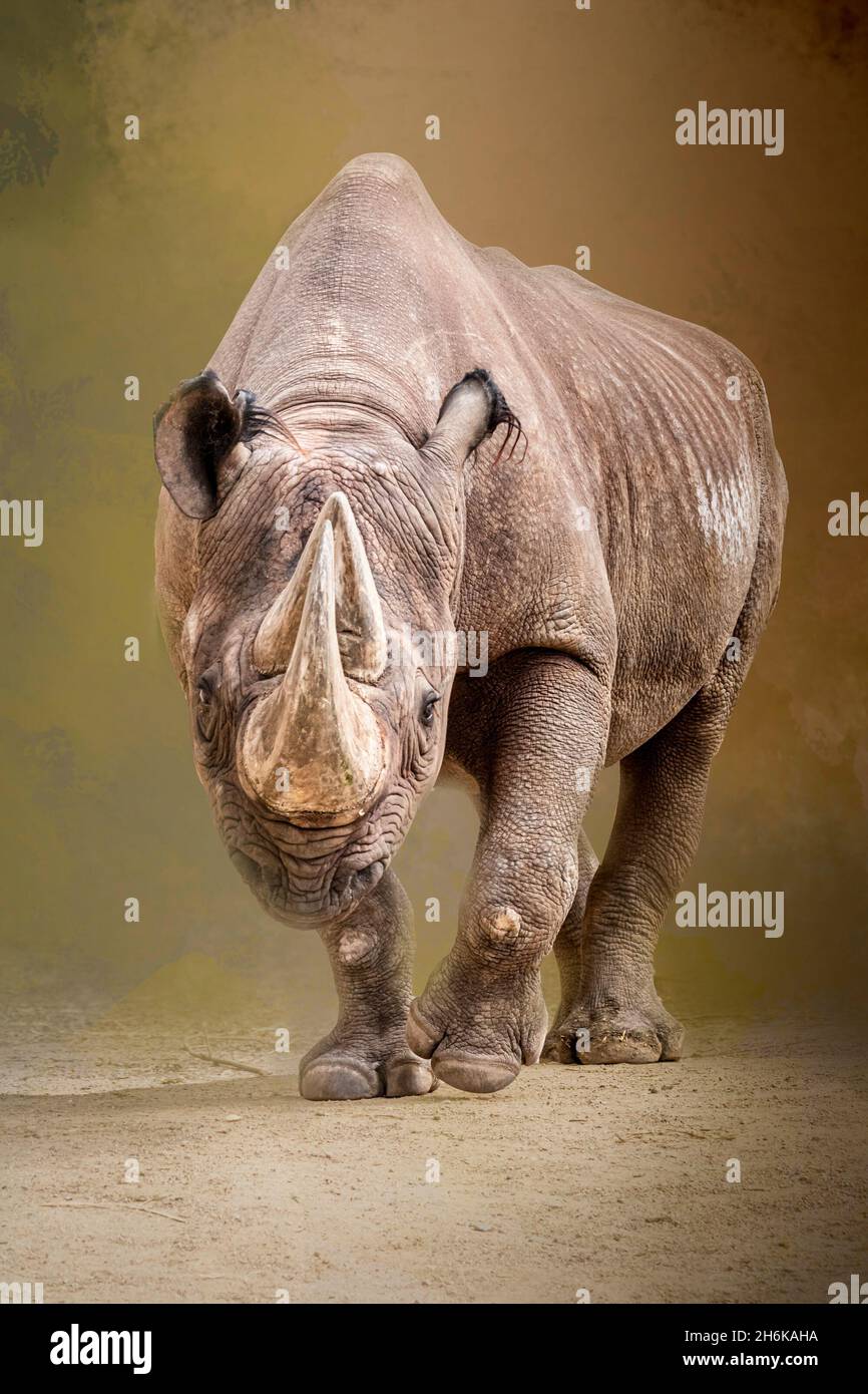 an african rhino walking through a dusty field Stock Photo - Alamy