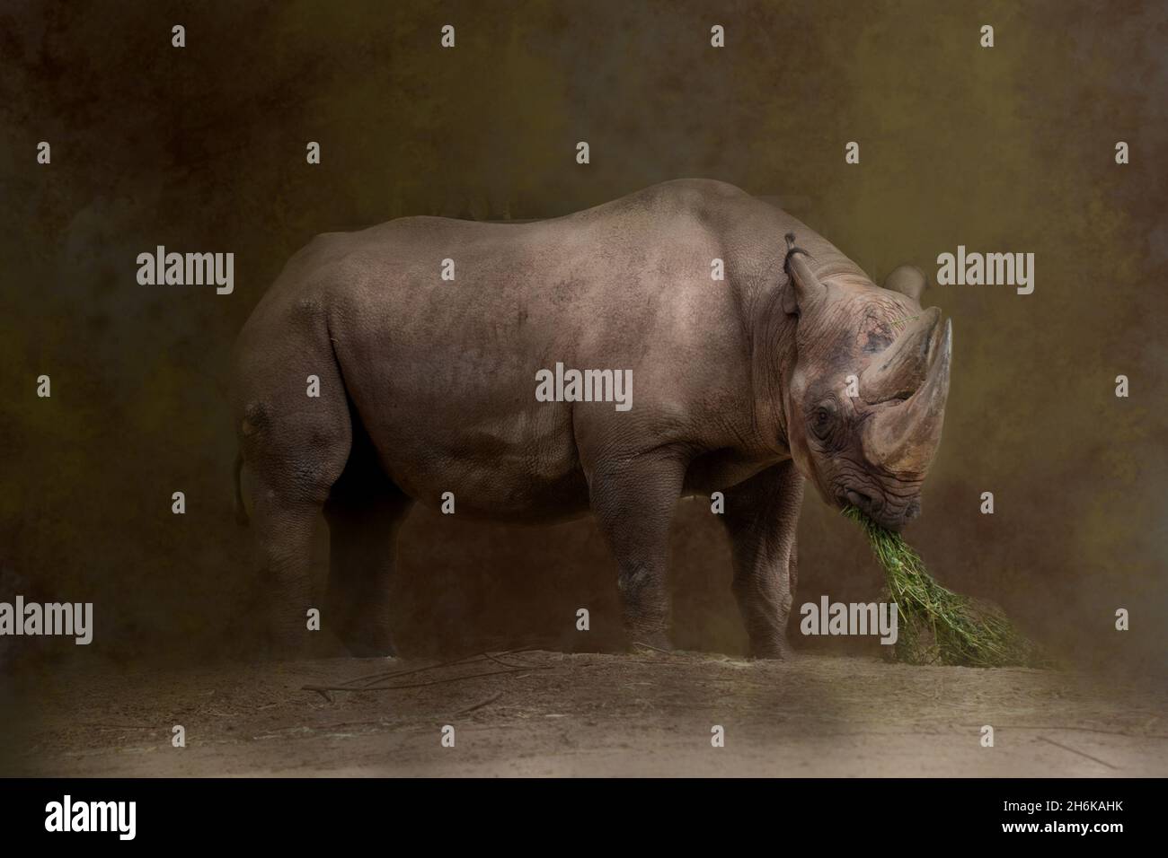 a rhino eating green grass Stock Photo - Alamy