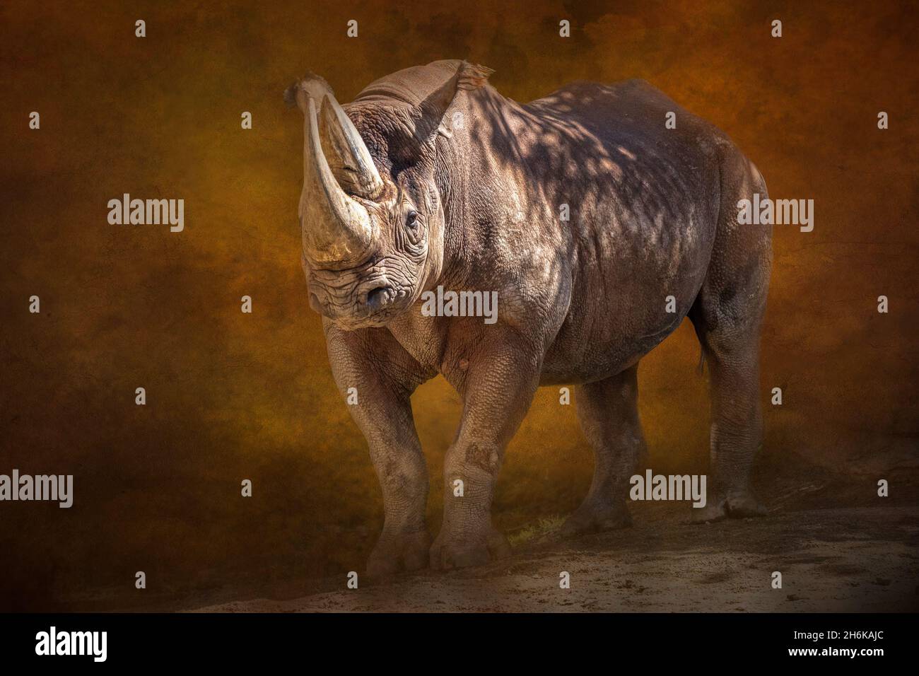 portrait of a walking black rhino Stock Photo - Alamy