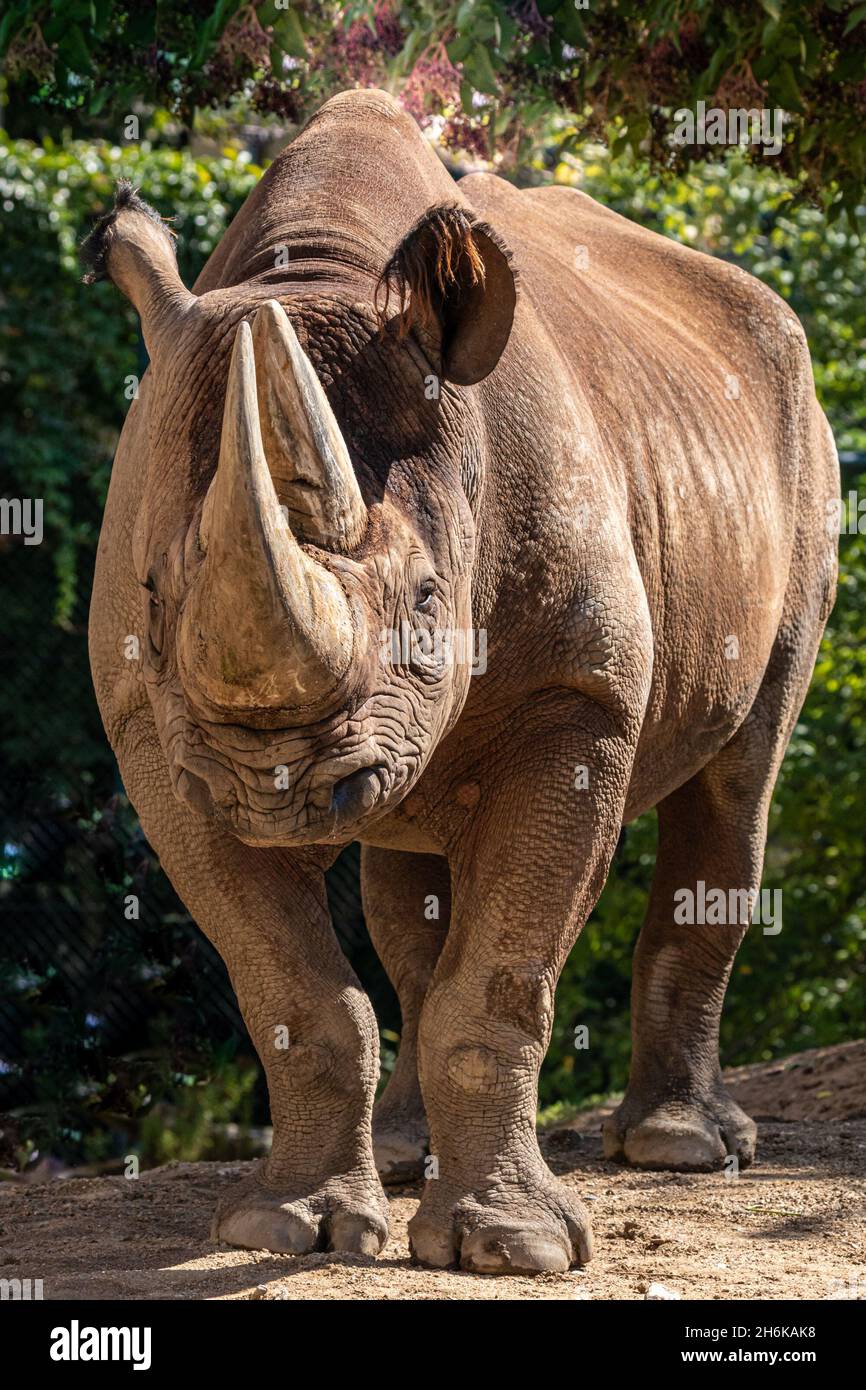 a large rhinoceros standing and facing forward Stock Photo - Alamy