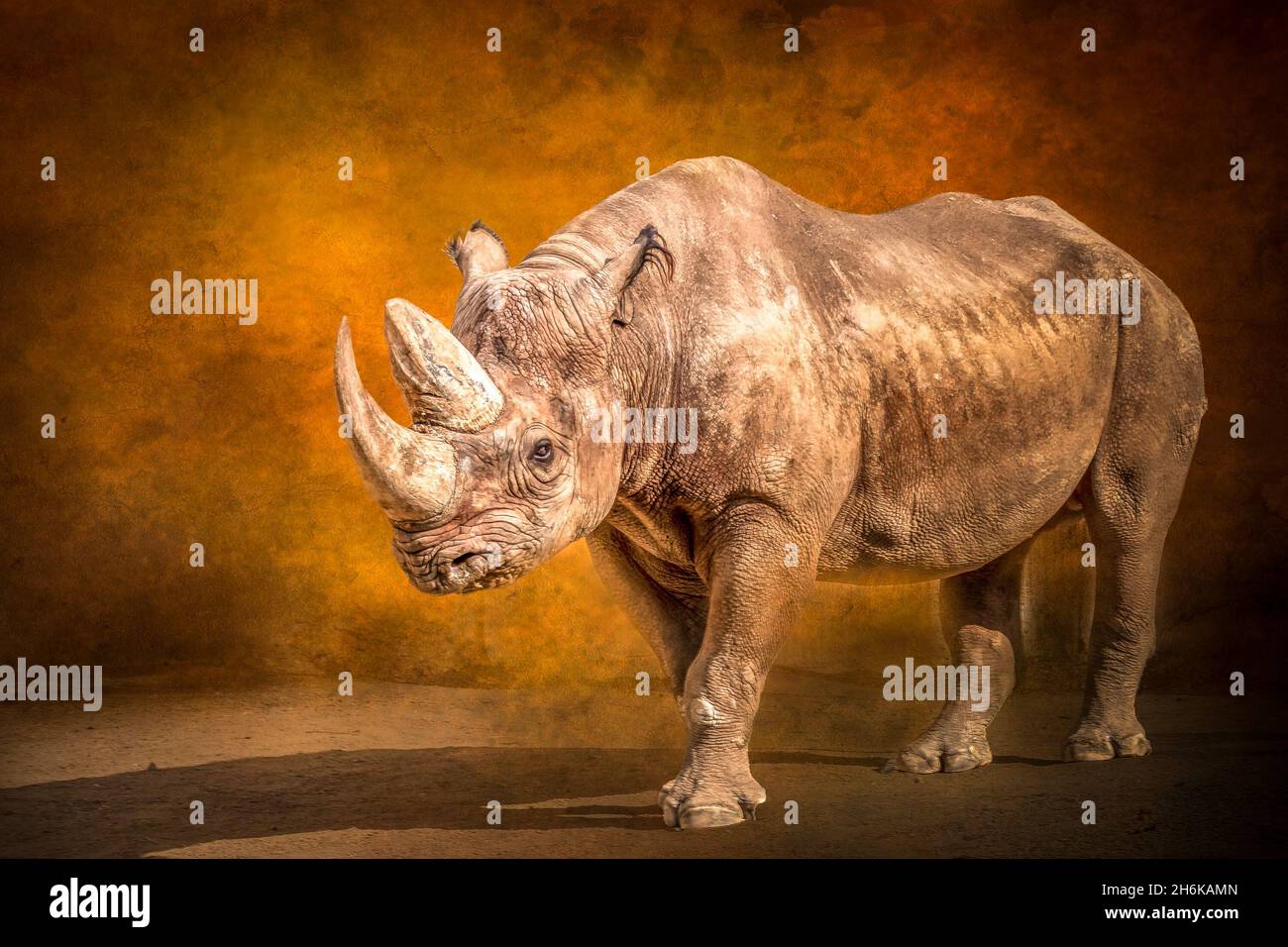 a fine art portrait of a standing rhino Stock Photo - Alamy