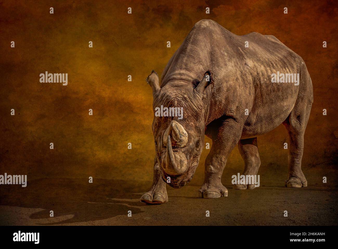 artistic portrait of an african rhino walking before a colorful ...