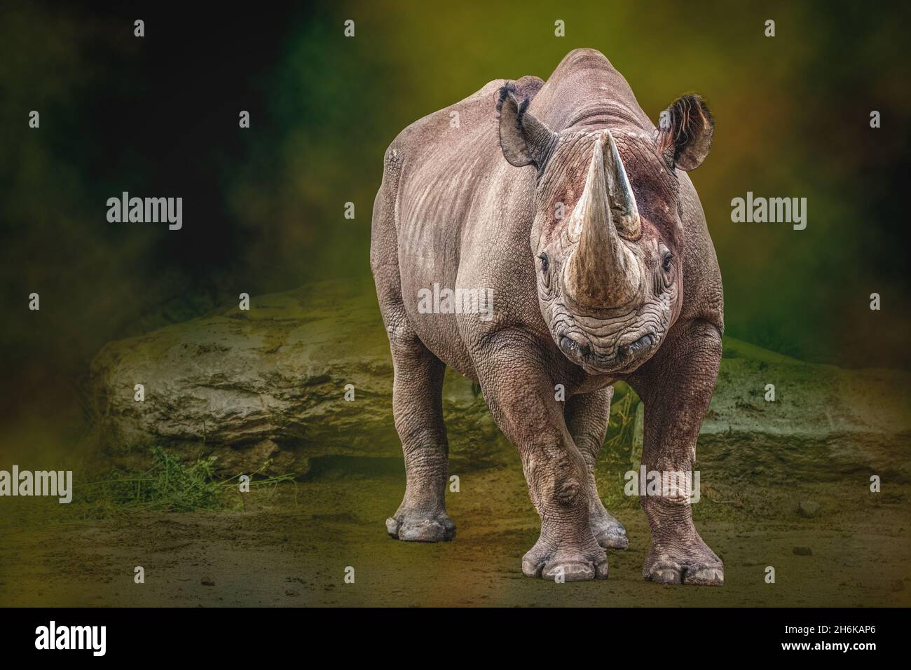 a large black standing african rhino Stock Photo - Alamy