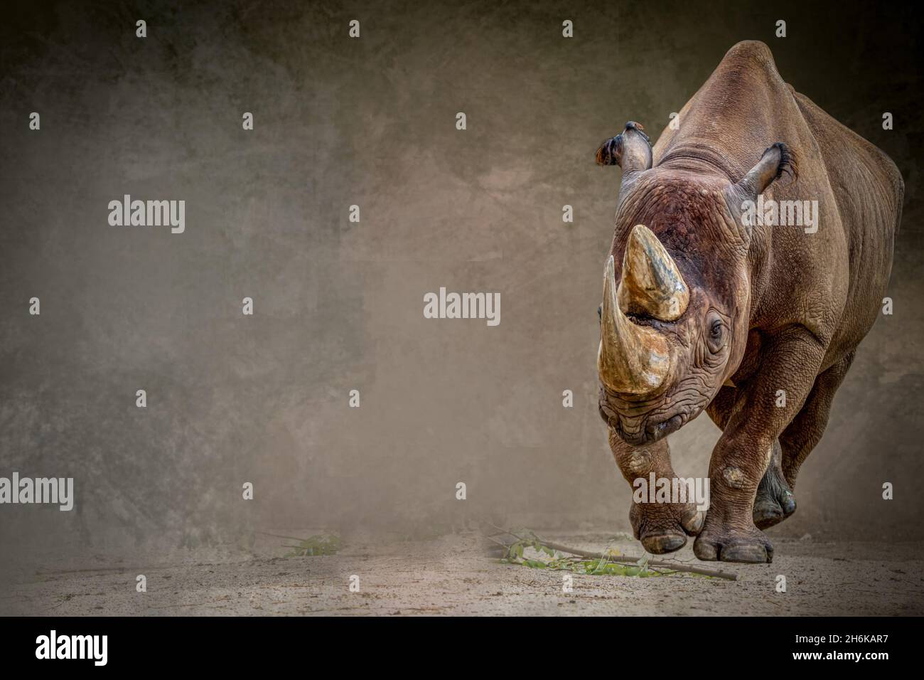 Black rhinoceros running hi-res stock photography and images - Alamy