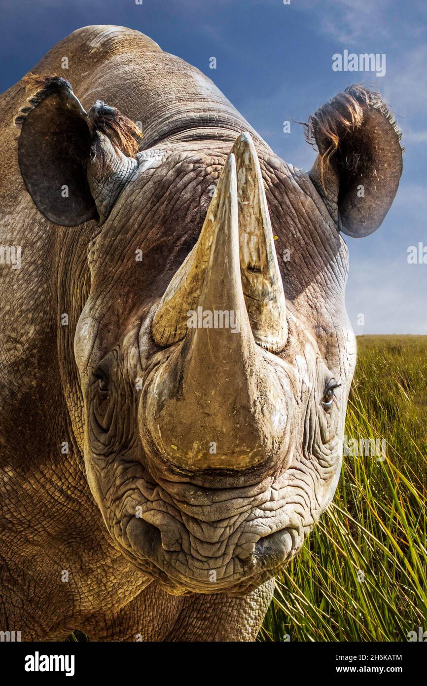 Rhino standing portrait hi-res stock photography and images - Alamy