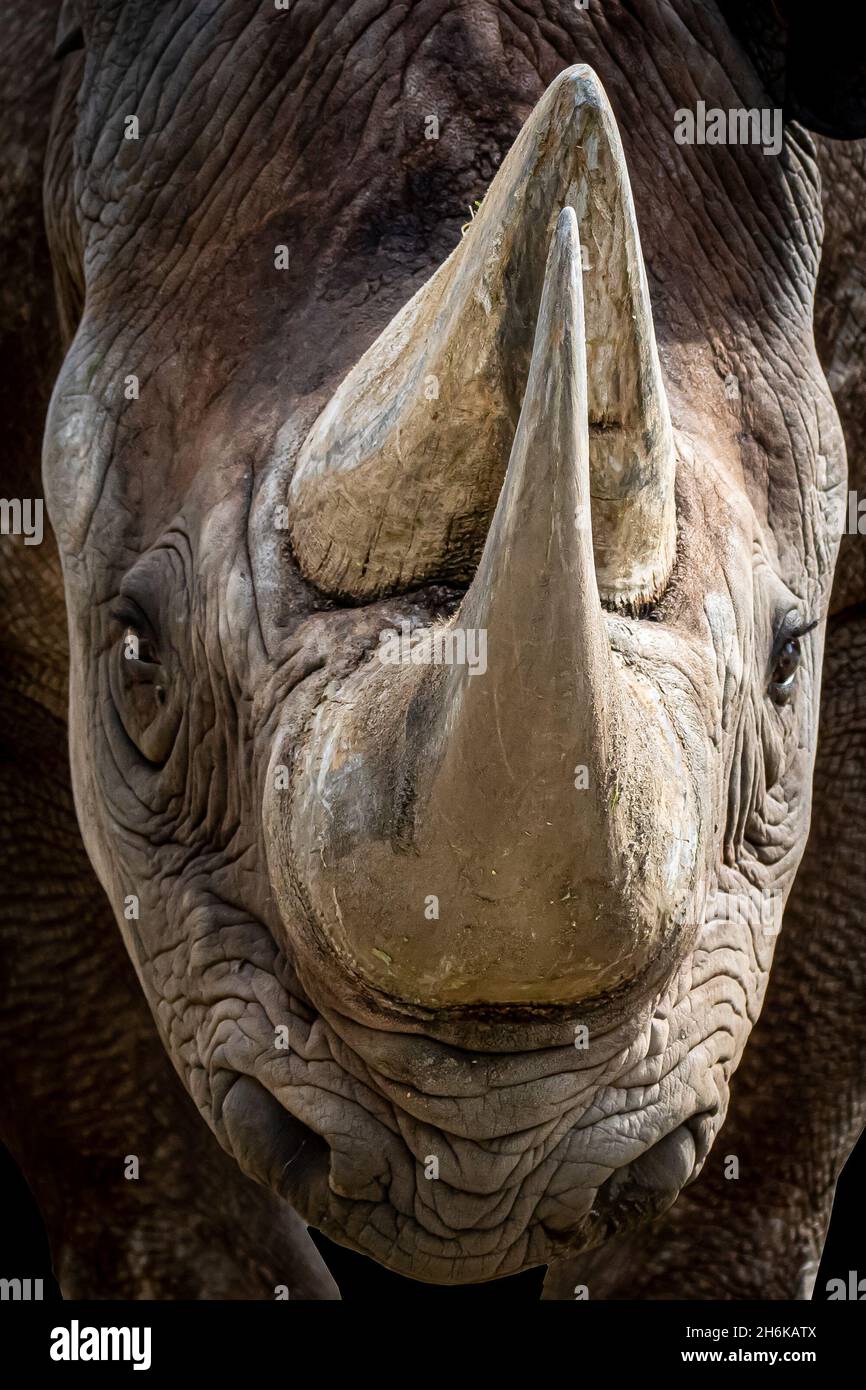 closeup portrait of a rhino head Stock Photo - Alamy