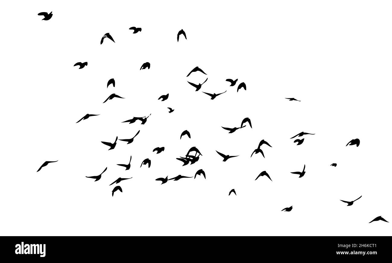 A flock of birds flying in the sky. Vector illustration Stock Vector ...