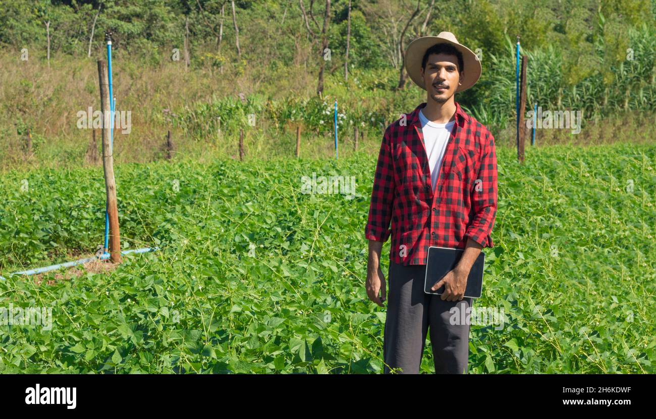Farmer using digital tablet computer in cultivated soybean field ...