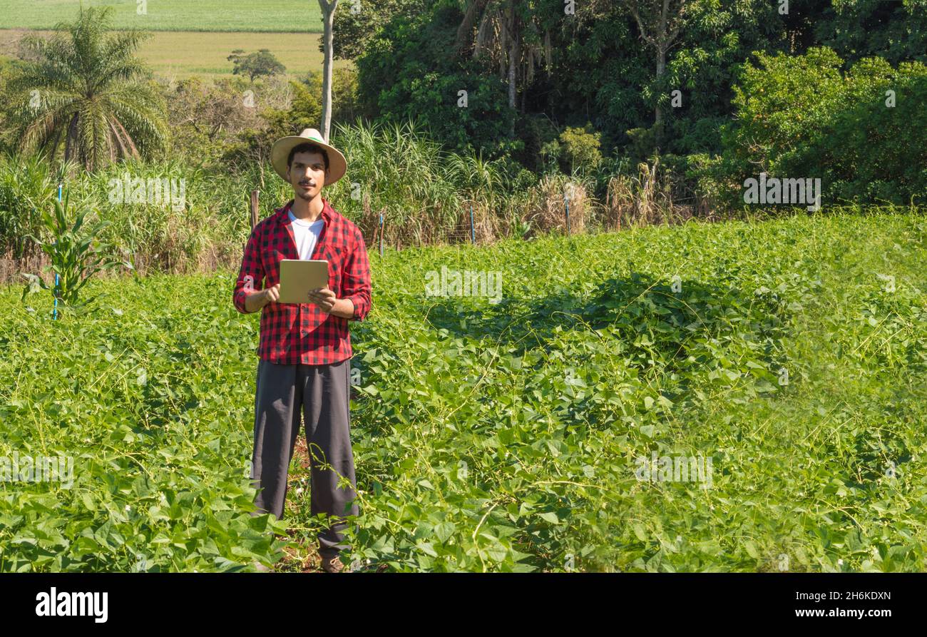 Farmer using digital tablet computer in cultivated soybean field ...