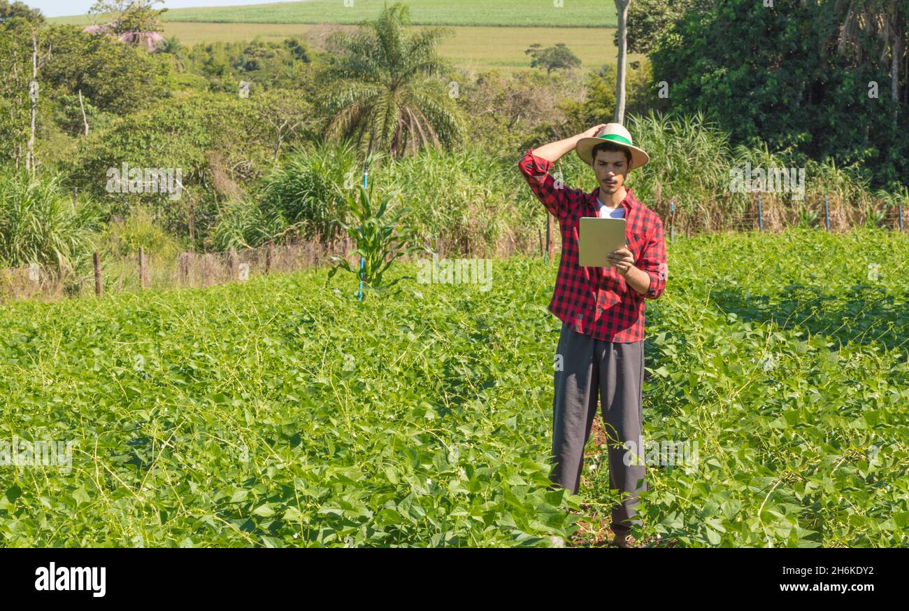 Farmer using digital tablet computer in cultivated soybean field ...