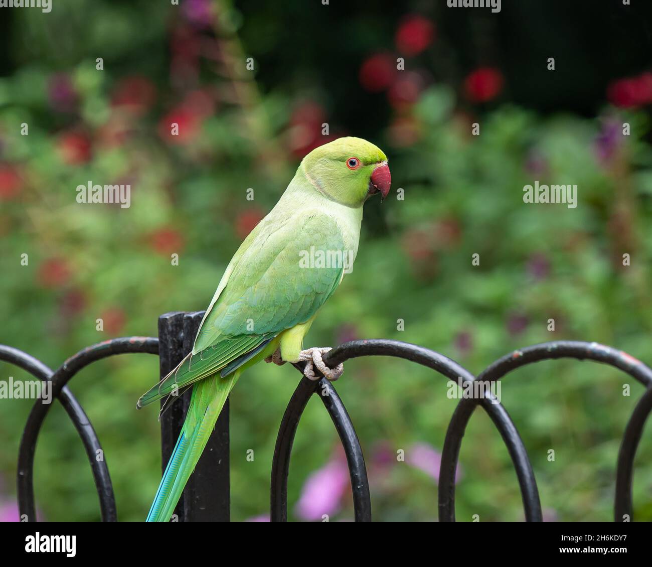 Parakeets in Kensington Gardens, Hyde Park, London Stock Photo - Alamy