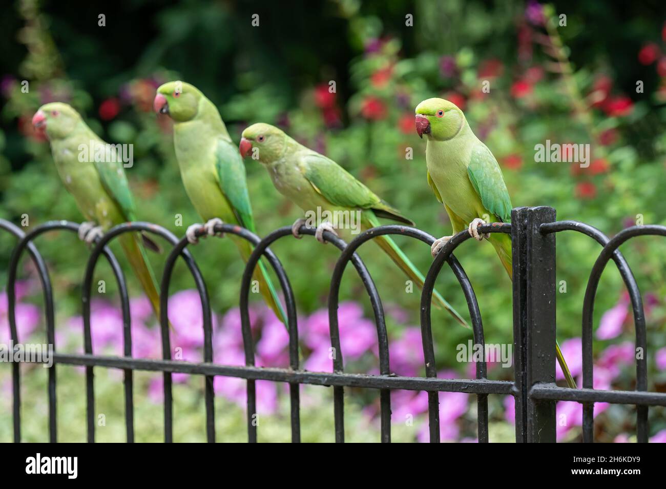 Kensington Gardens Parakeet High Resolution Stock Photography and ...