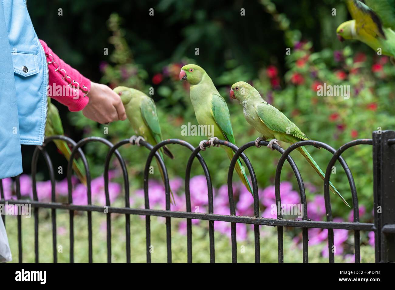 Parakeets in Kensington Gardens, Hyde Park, London Stock Photo - Alamy