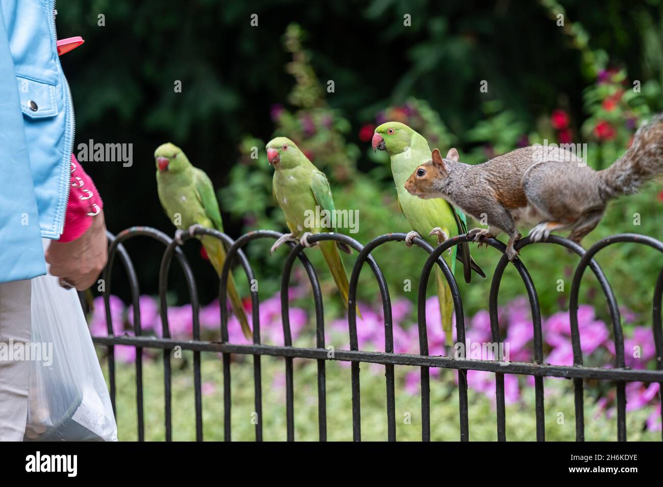 Parakeets in Kensington Gardens, Hyde Park, London Stock Photo - Alamy