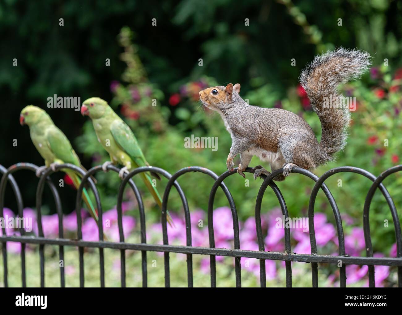Parakeets london flock hi-res stock photography and images - Alamy