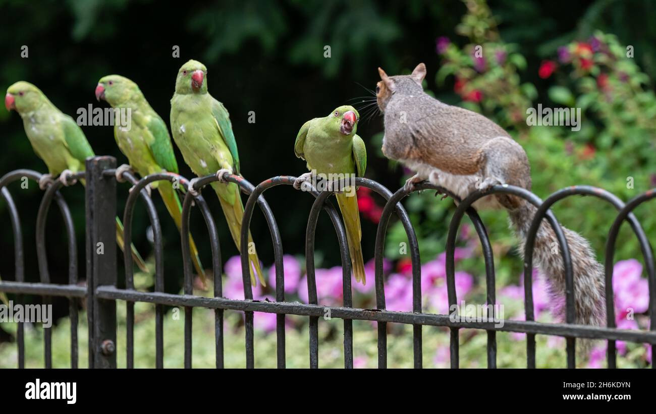 Parakeets in Kensington Gardens, Hyde Park, London Stock Photo - Alamy
