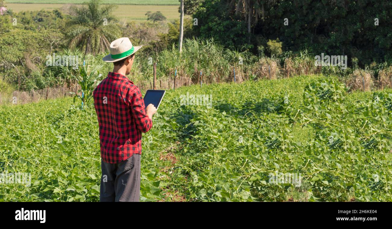 Farmer using digital tablet computer in cultivated soybean field ...