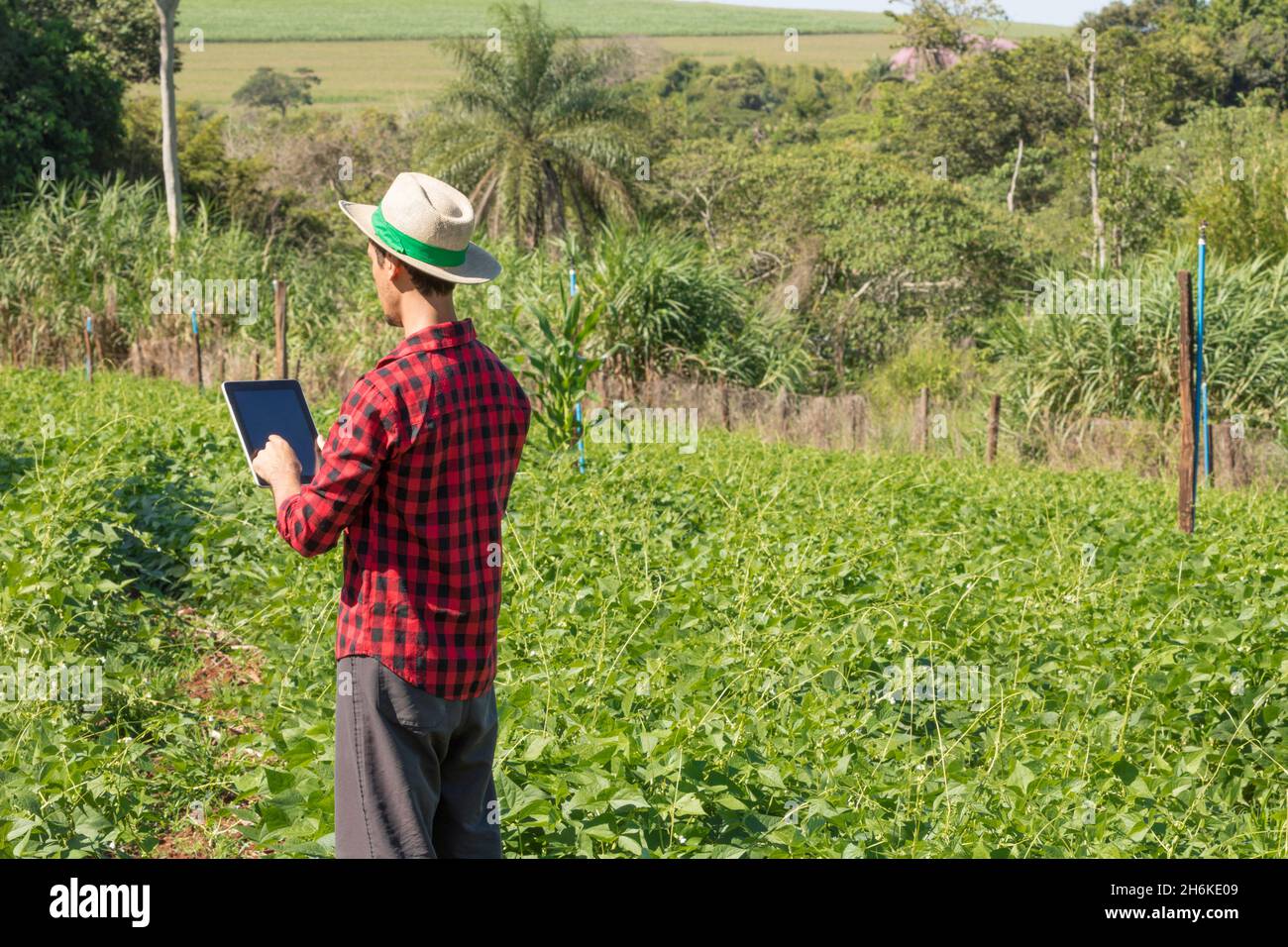 Farmer using digital tablet computer in cultivated soybean field ...