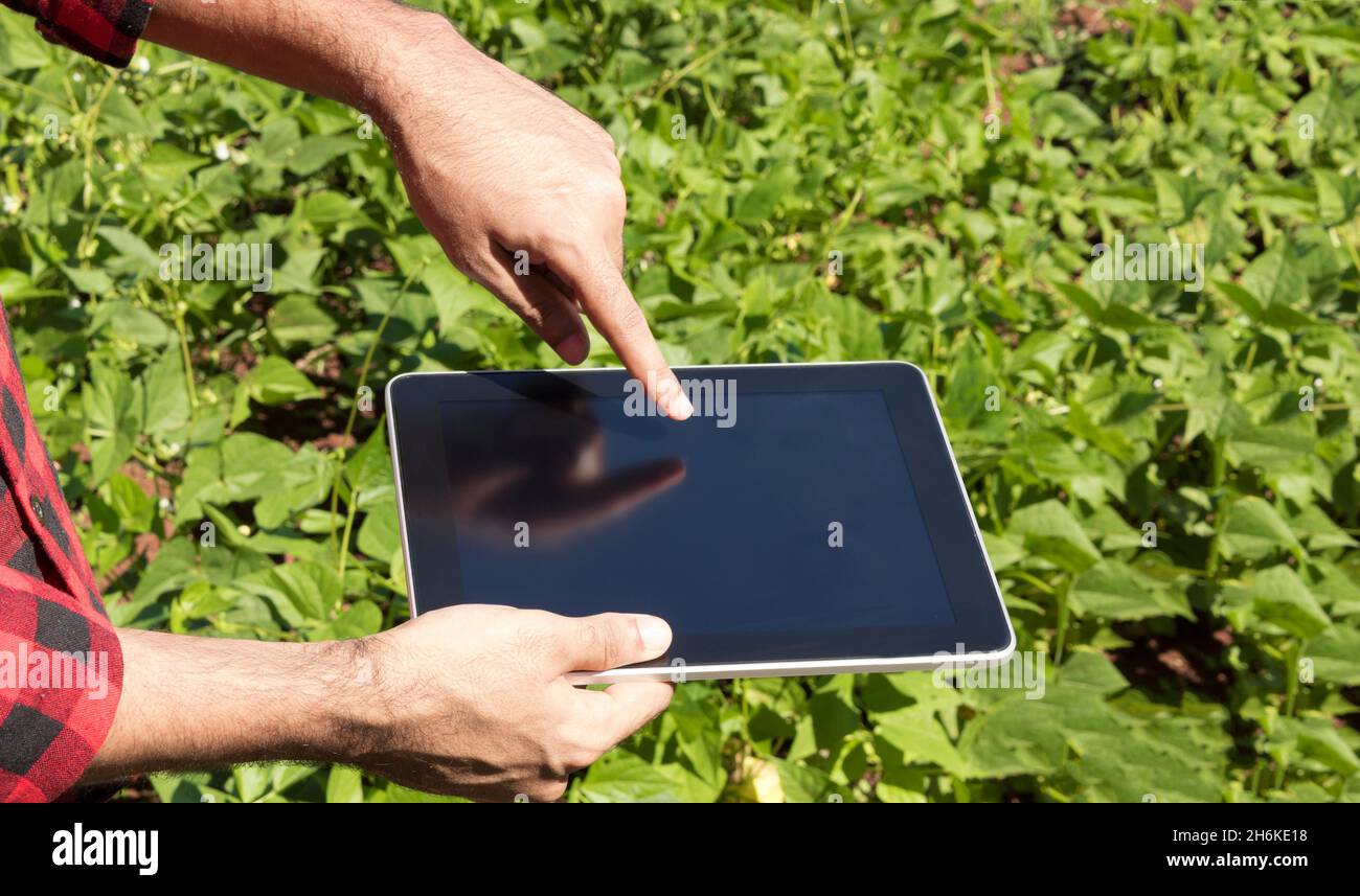 Farmer using digital tablet computer in cultivated soybean field ...