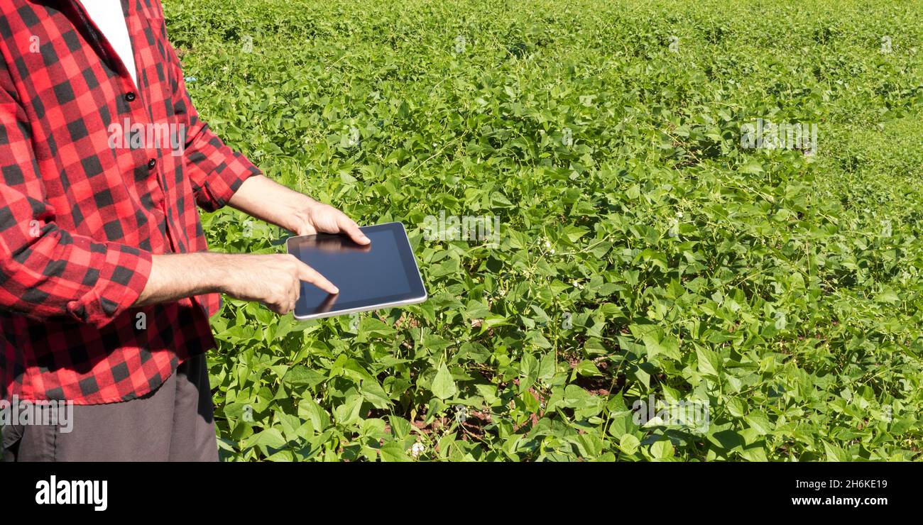 Farmer using digital tablet computer in cultivated soybean field ...