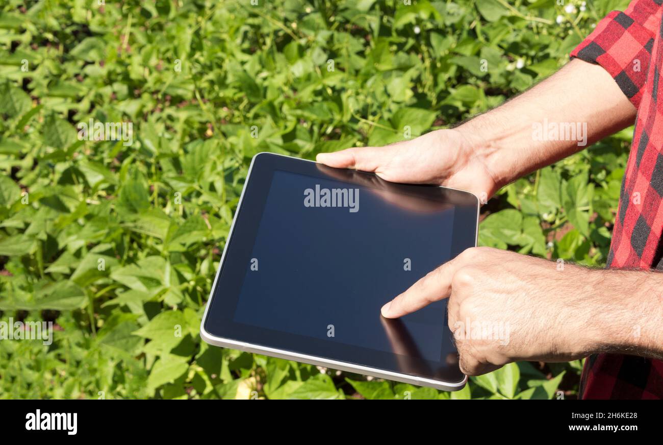 Farmer using digital tablet computer in cultivated soybean field ...