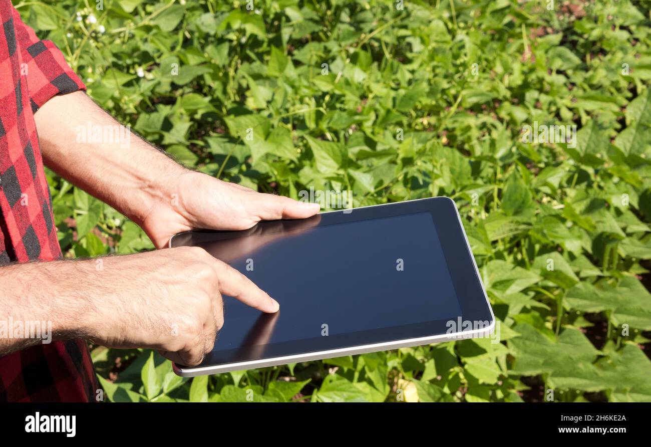 Farmer using digital tablet computer in cultivated soybean field ...