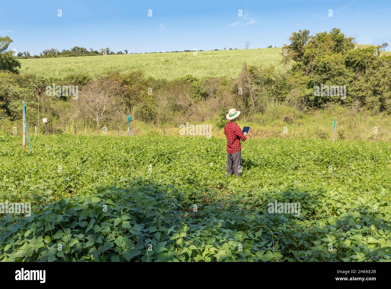 Farmer using digital tablet computer in cultivated soybean field ...