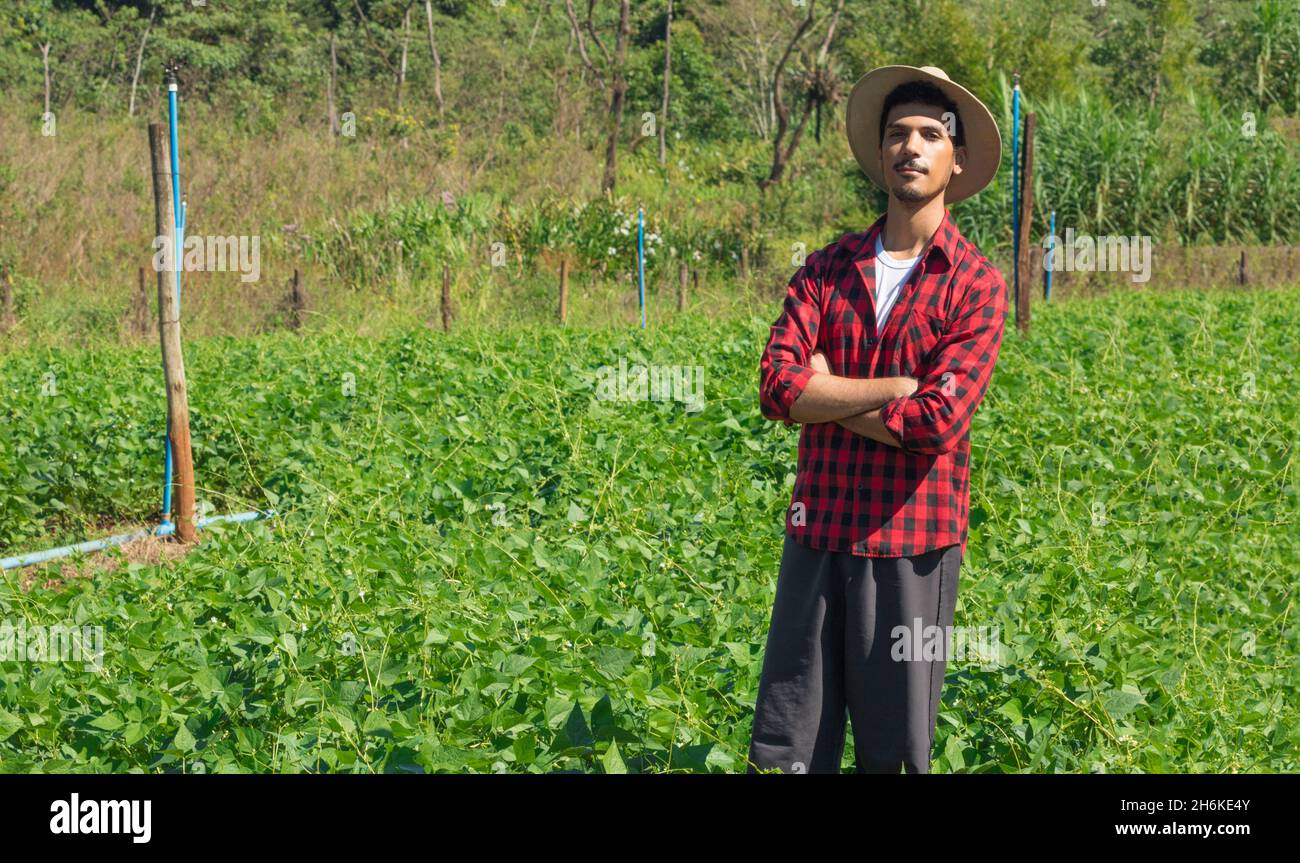 Farmer using digital tablet computer in cultivated soybean field ...