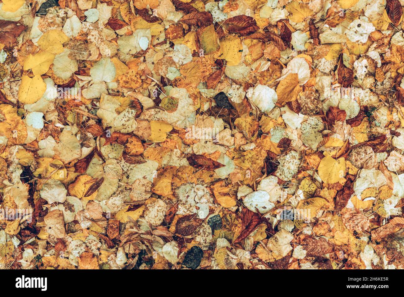 Top view of dry autumn leaves on the ground as fall season background ...