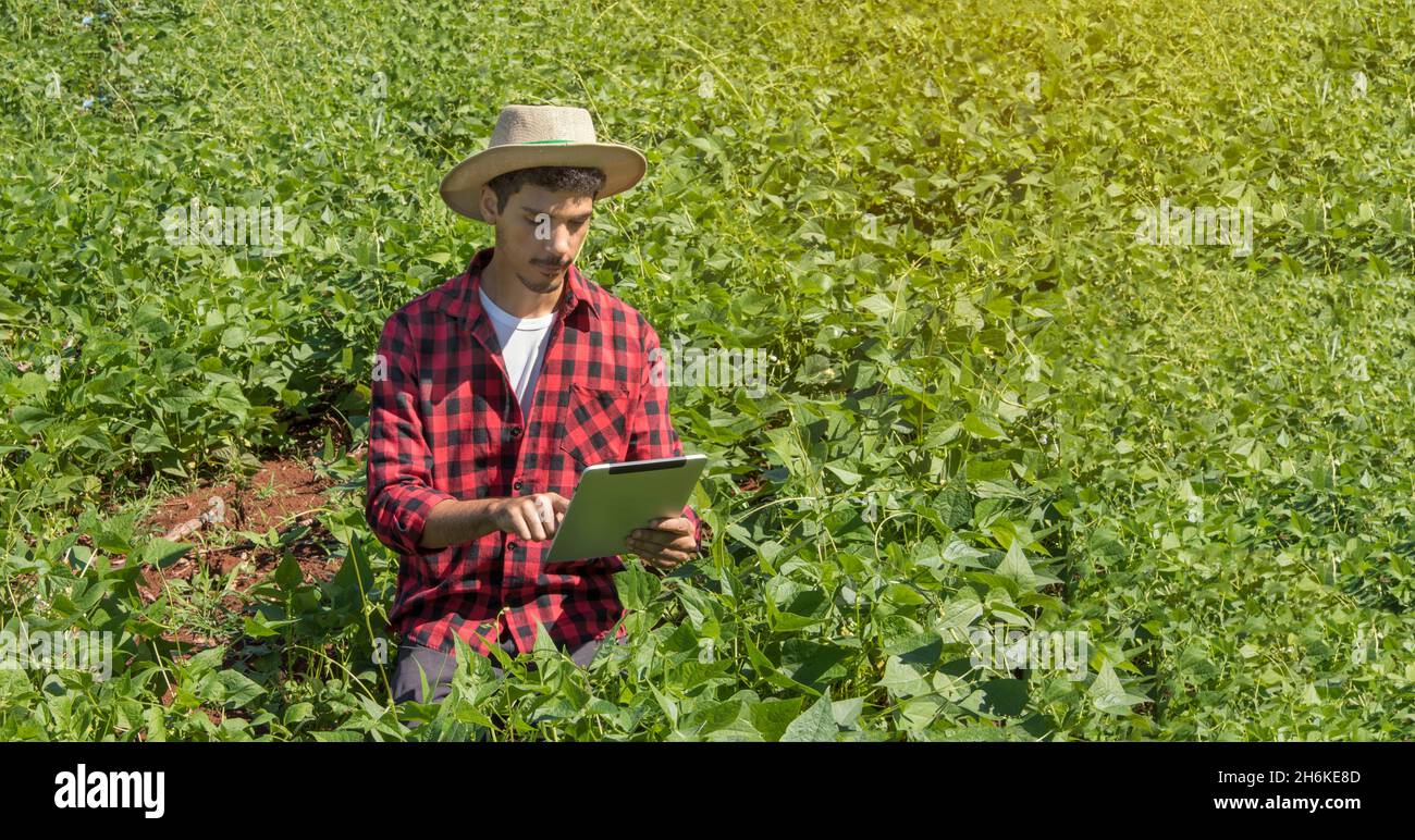Farmer using digital tablet computer in cultivated soybean field ...