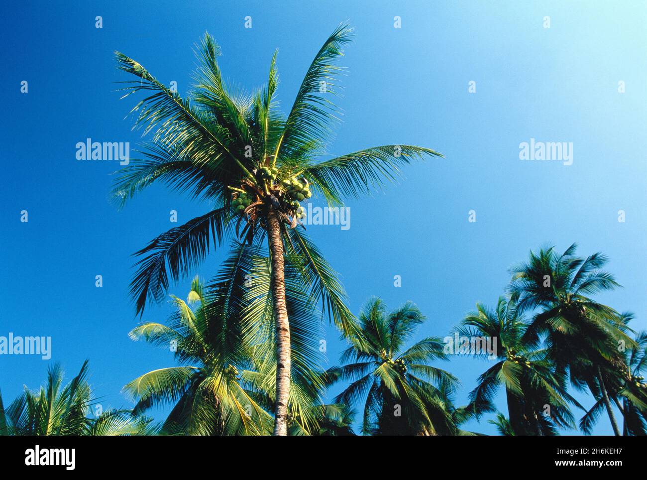 Palm trees on sky hi-res stock photography and images - Alamy