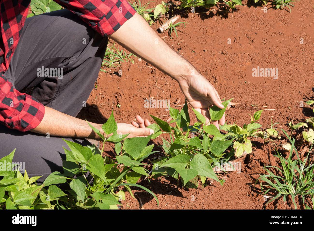 Okra field hi-res stock photography and images - Alamy