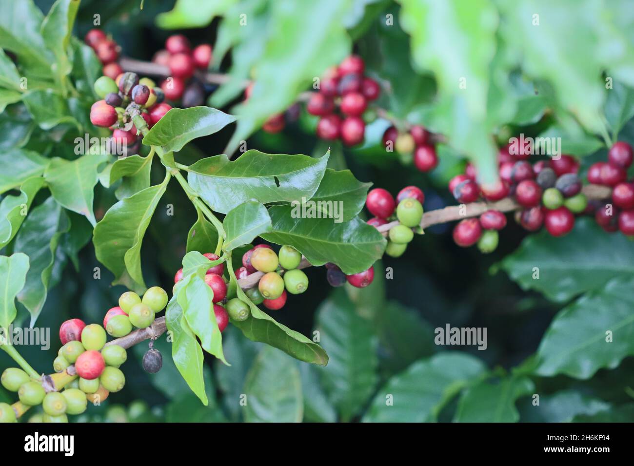 Coffee plant red fruit in coffee plantation farm on sun Stock Photo - Alamy