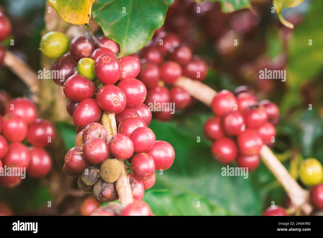 Coffee plant red fruit in coffee plantation farm on sun Stock Photo - Alamy